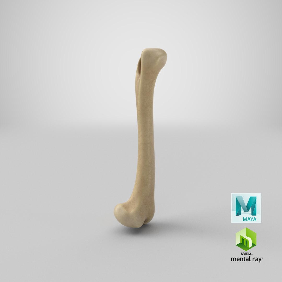 Bone Pbr 3D Model - TurboSquid 1542689
