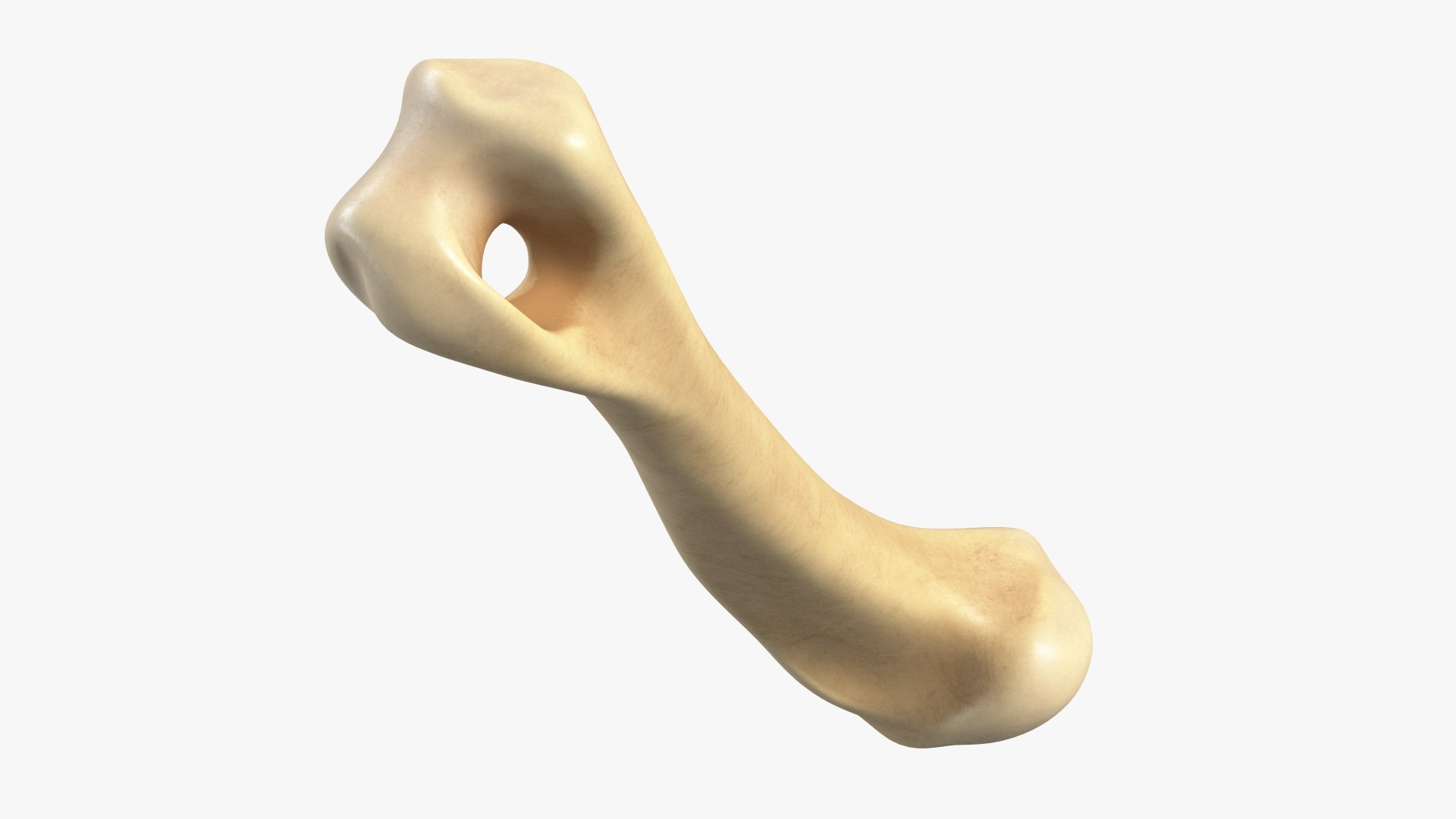 Bone Pbr 3D Model - TurboSquid 1542689