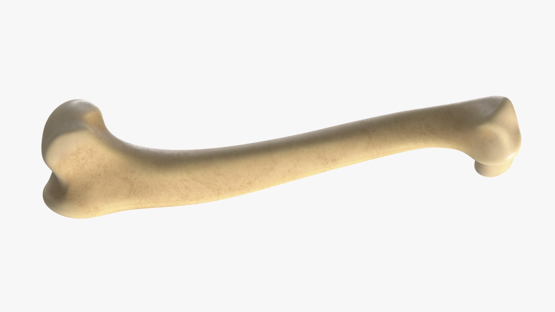 Bone Pbr 3D Model - TurboSquid 1542689