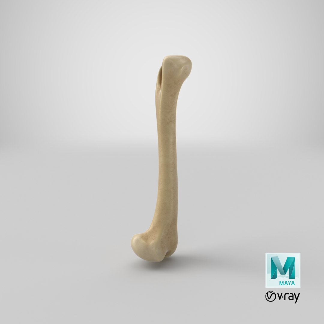 Bone Pbr 3D Model - TurboSquid 1542689