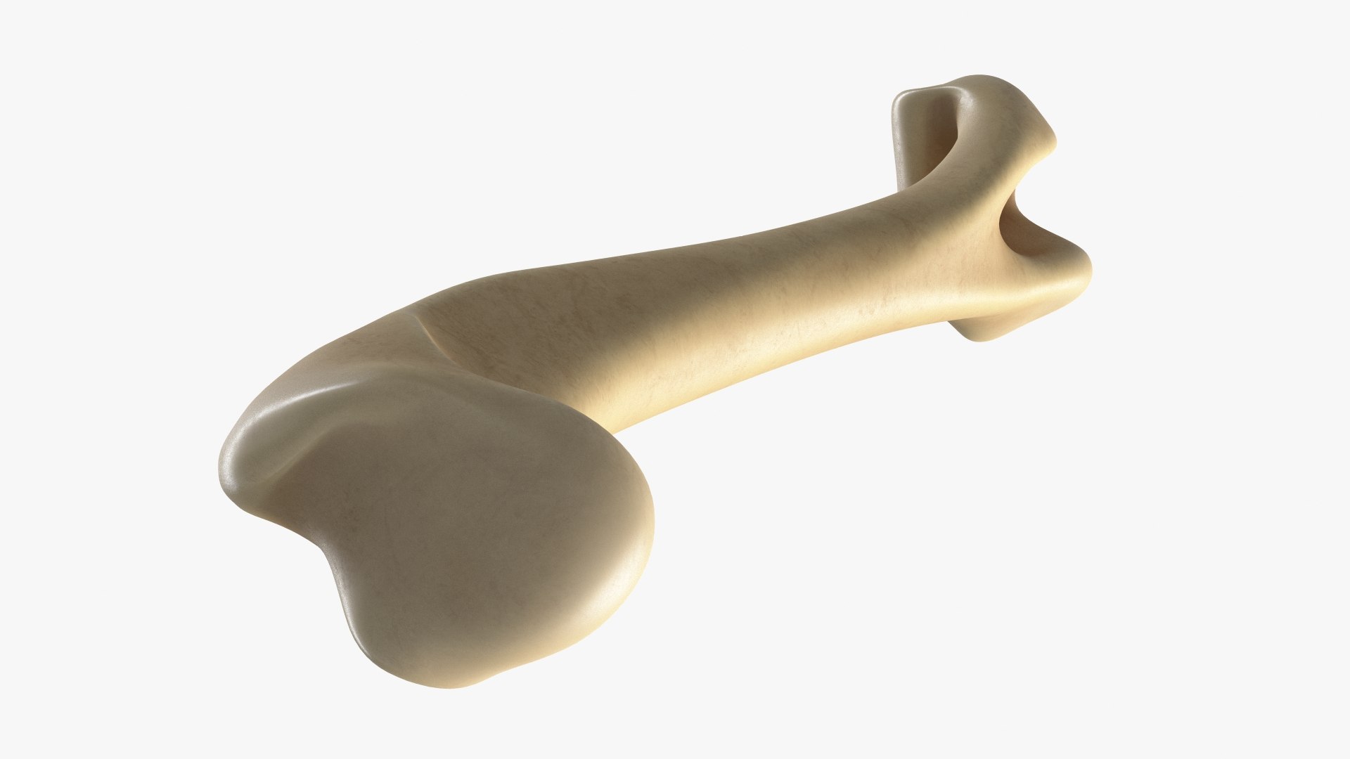 Bone Pbr 3D Model - TurboSquid 1542689