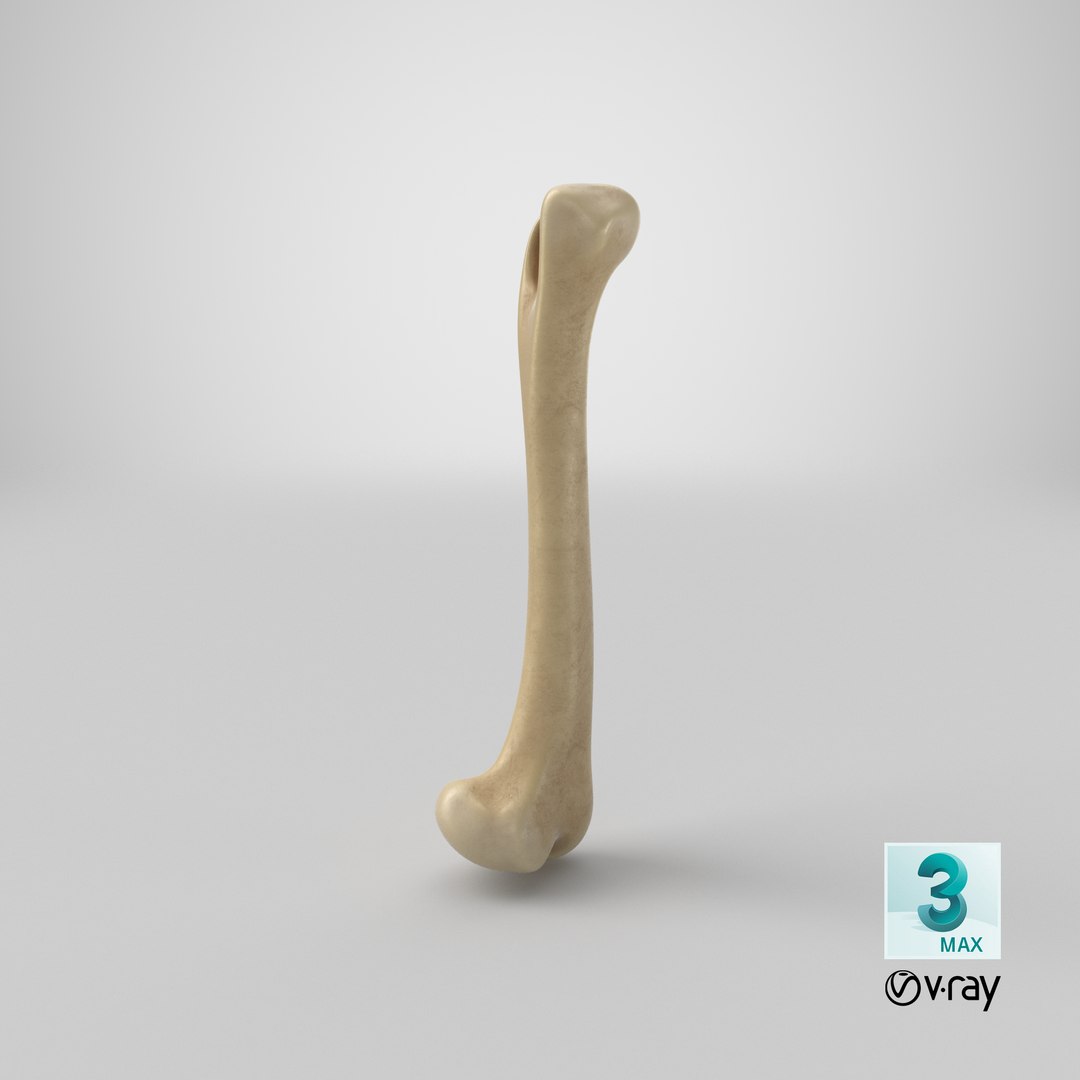 Bone Pbr 3D Model - TurboSquid 1542689