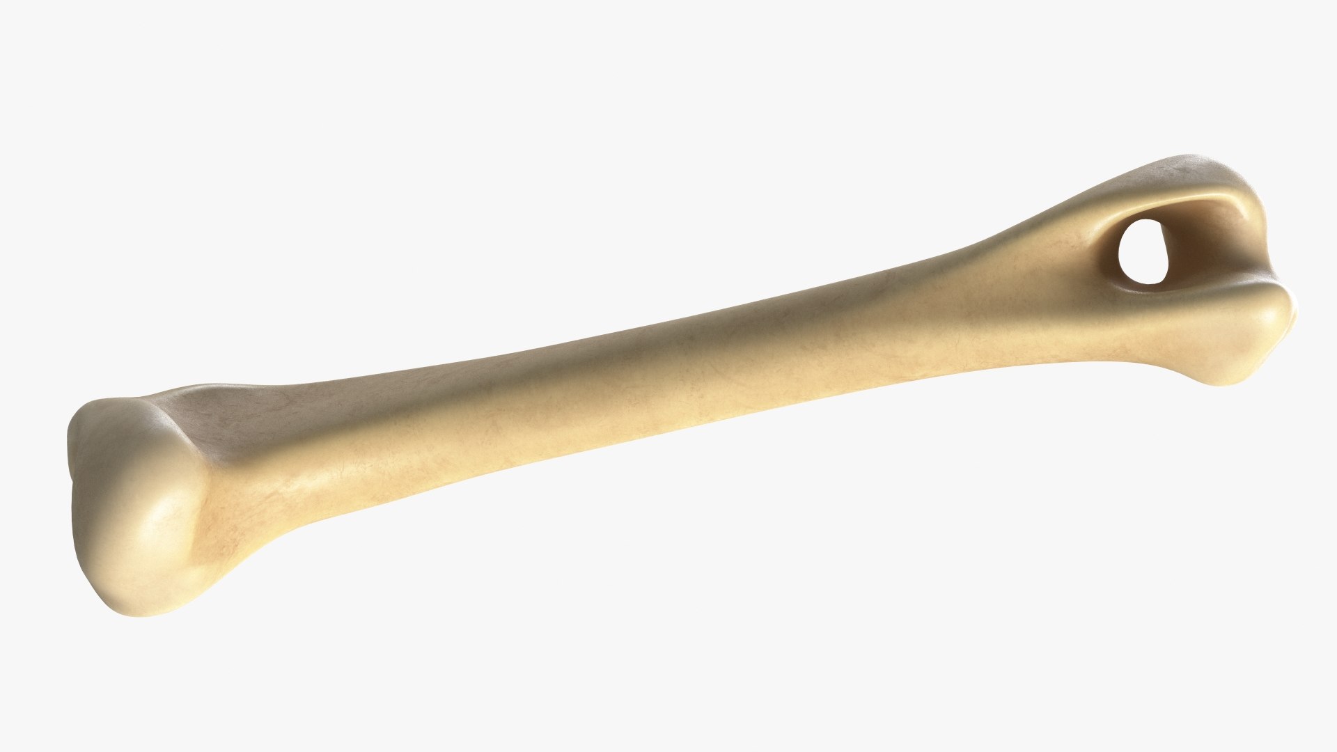 Bone Pbr 3D Model - TurboSquid 1542689