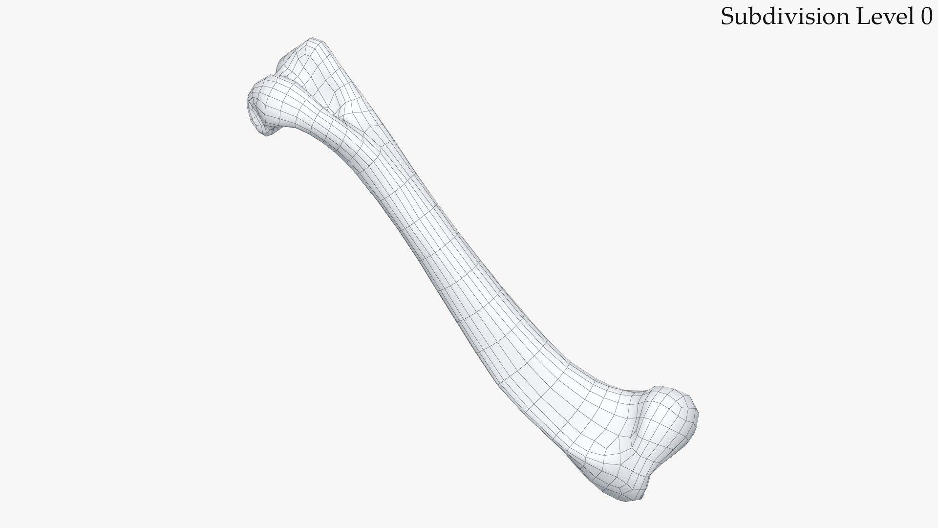 Bone Pbr 3D Model - TurboSquid 1542689