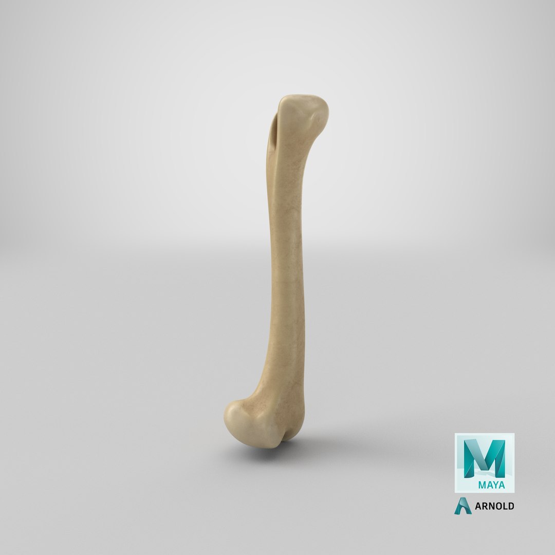 Bone Pbr 3D Model - TurboSquid 1542689