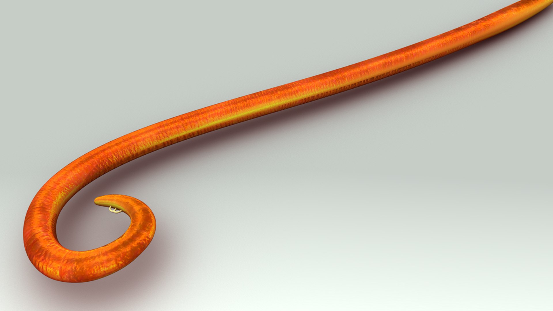 3d Model Ascaris Male