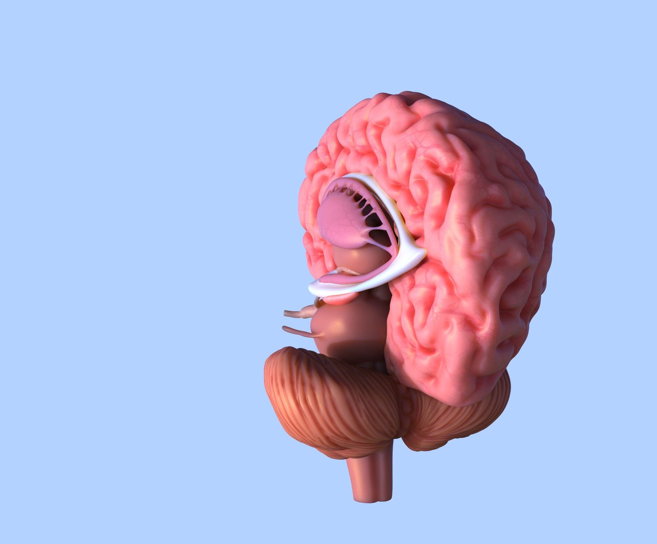 Anatomically Correct Brain 3D - TurboSquid 1441697