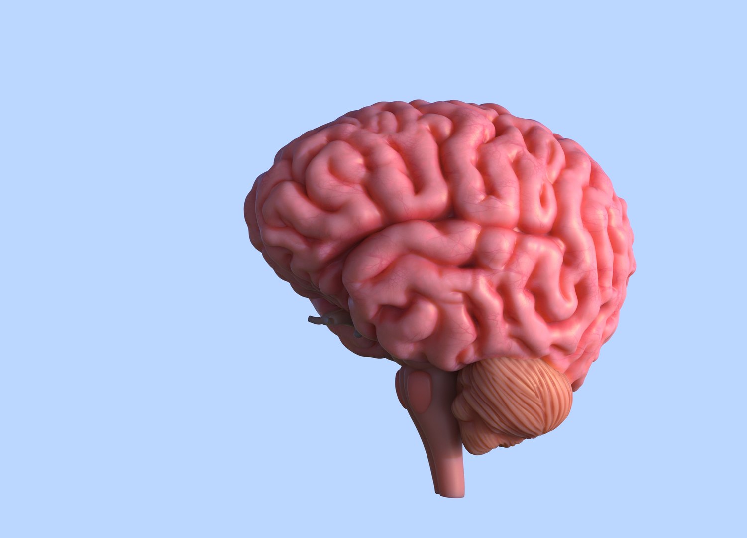 Anatomically Correct Brain 3D - TurboSquid 1441697