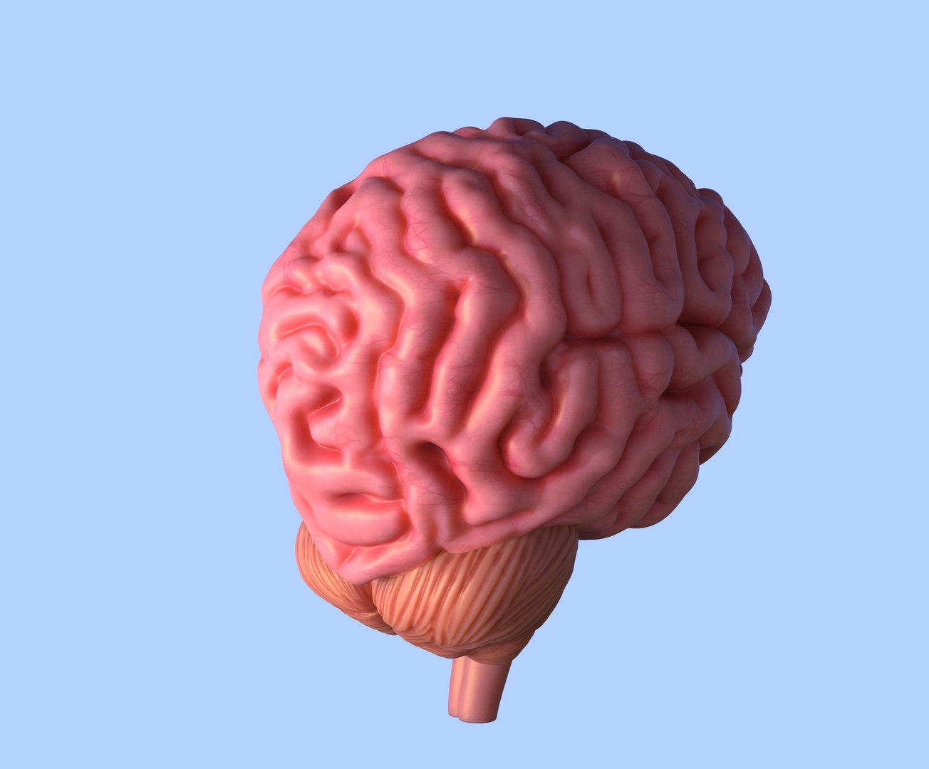 Anatomically Correct Brain 3D - TurboSquid 1441697
