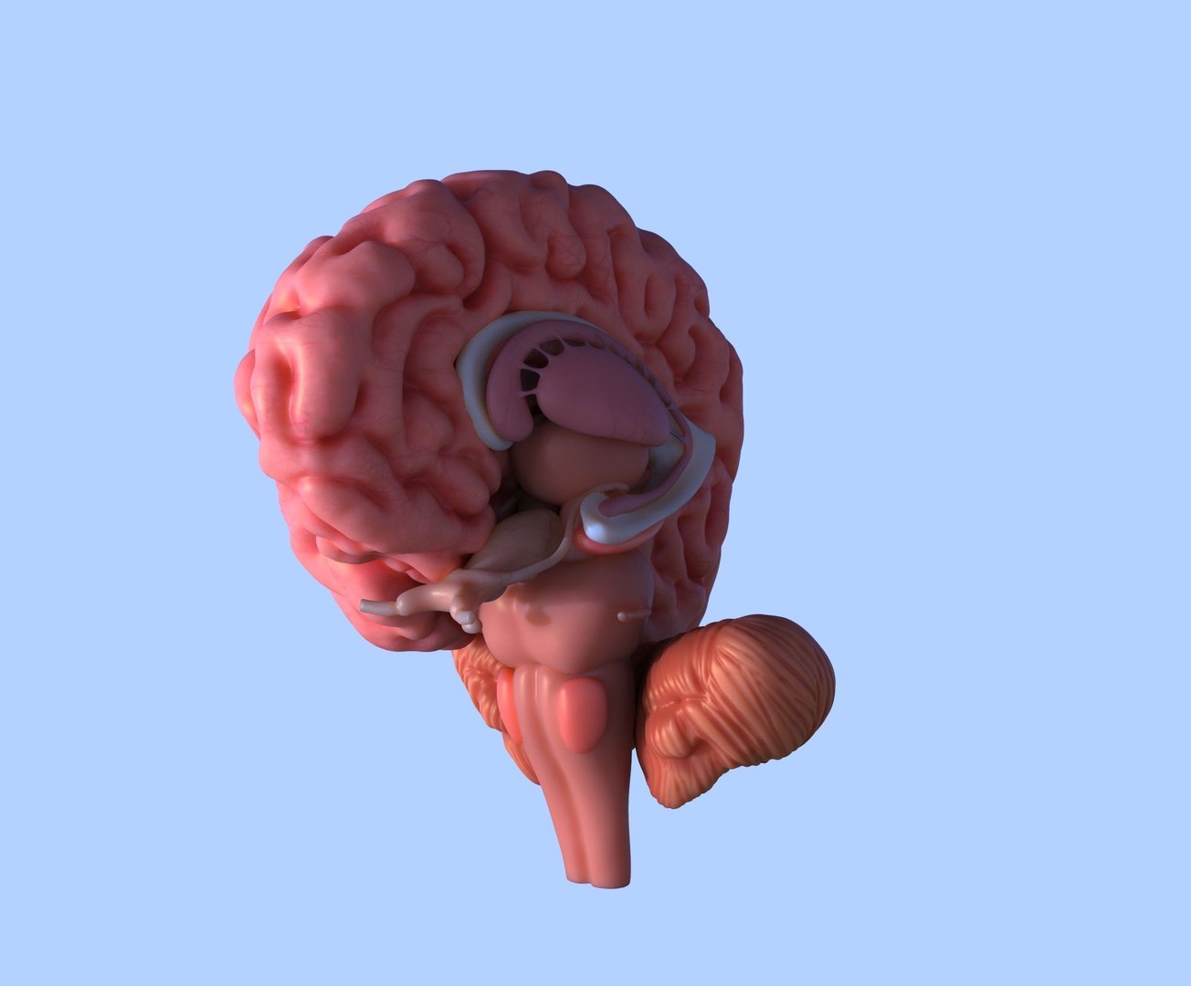 Anatomically Correct Brain 3D - TurboSquid 1441697