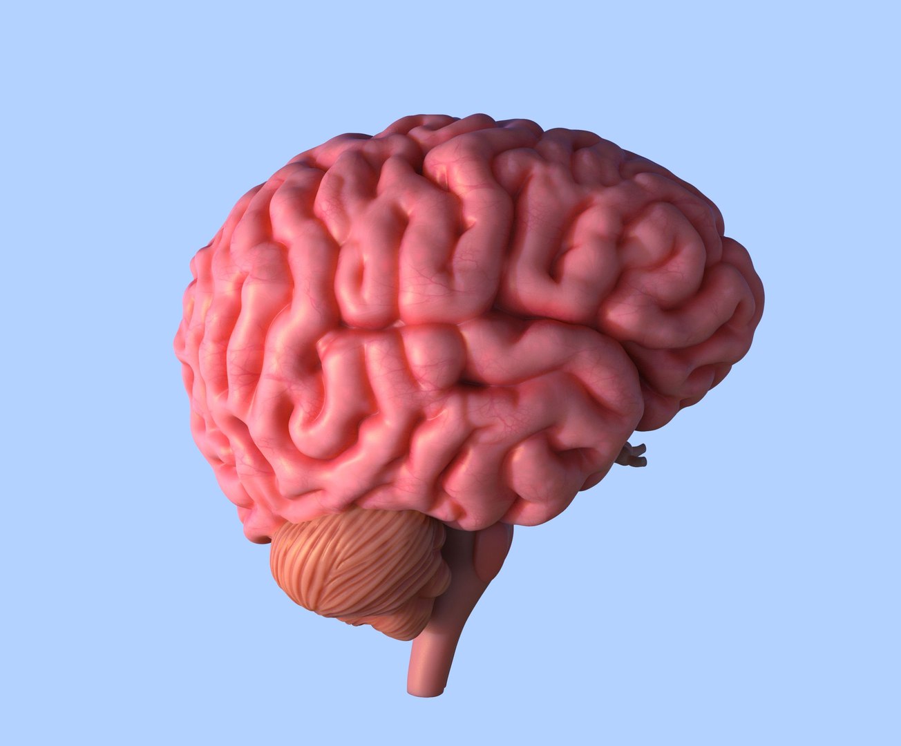 Anatomically Correct Brain 3D - TurboSquid 1441697