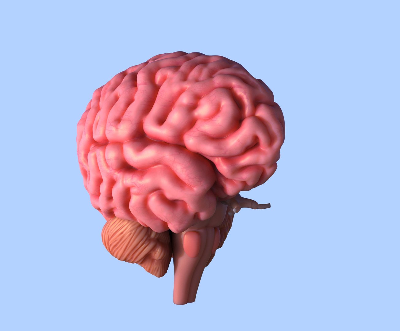 Anatomically Correct Brain 3D - TurboSquid 1441697