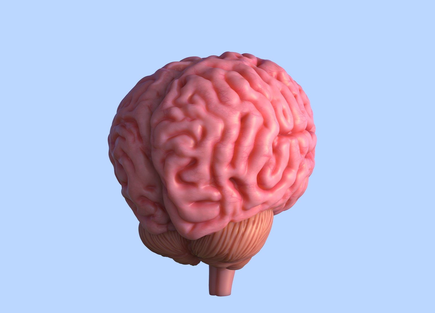 Anatomically Correct Brain 3D - TurboSquid 1441697