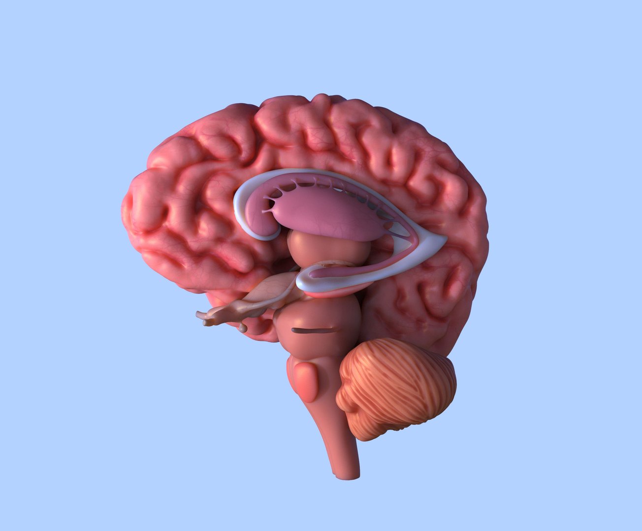 Anatomically Correct Brain 3D - TurboSquid 1441697