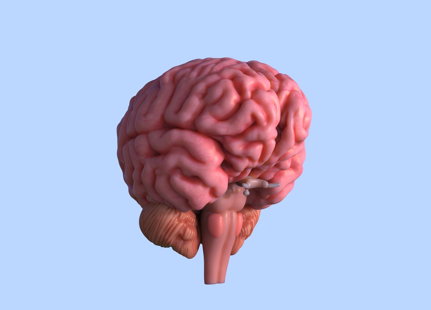 Anatomically Correct Brain 3D - TurboSquid 1441697