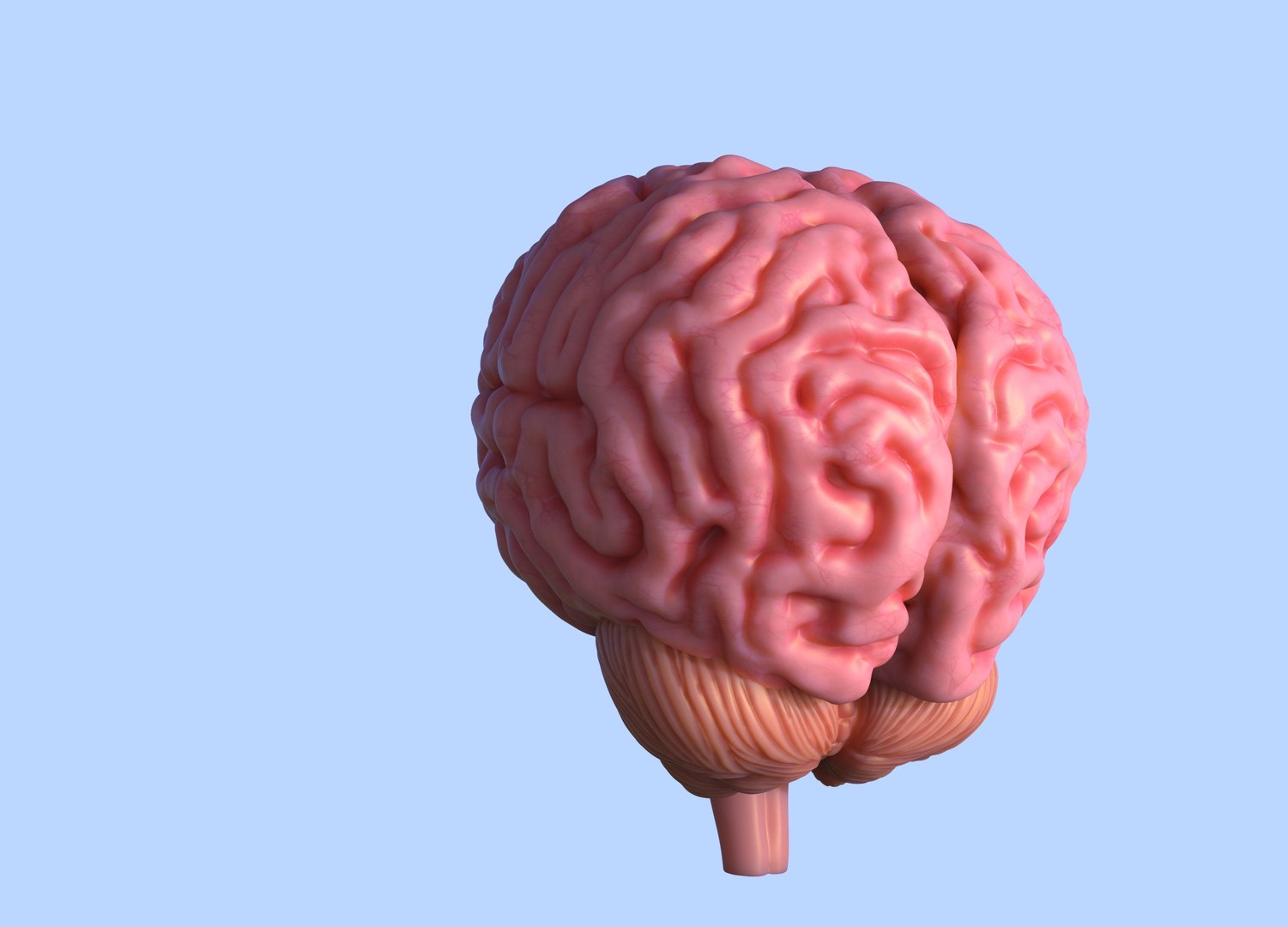 Anatomically Correct Brain 3D - TurboSquid 1441697