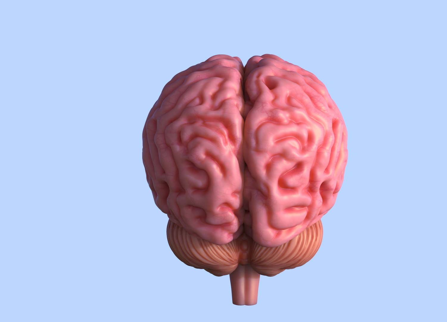 Anatomically Correct Brain 3D - TurboSquid 1441697
