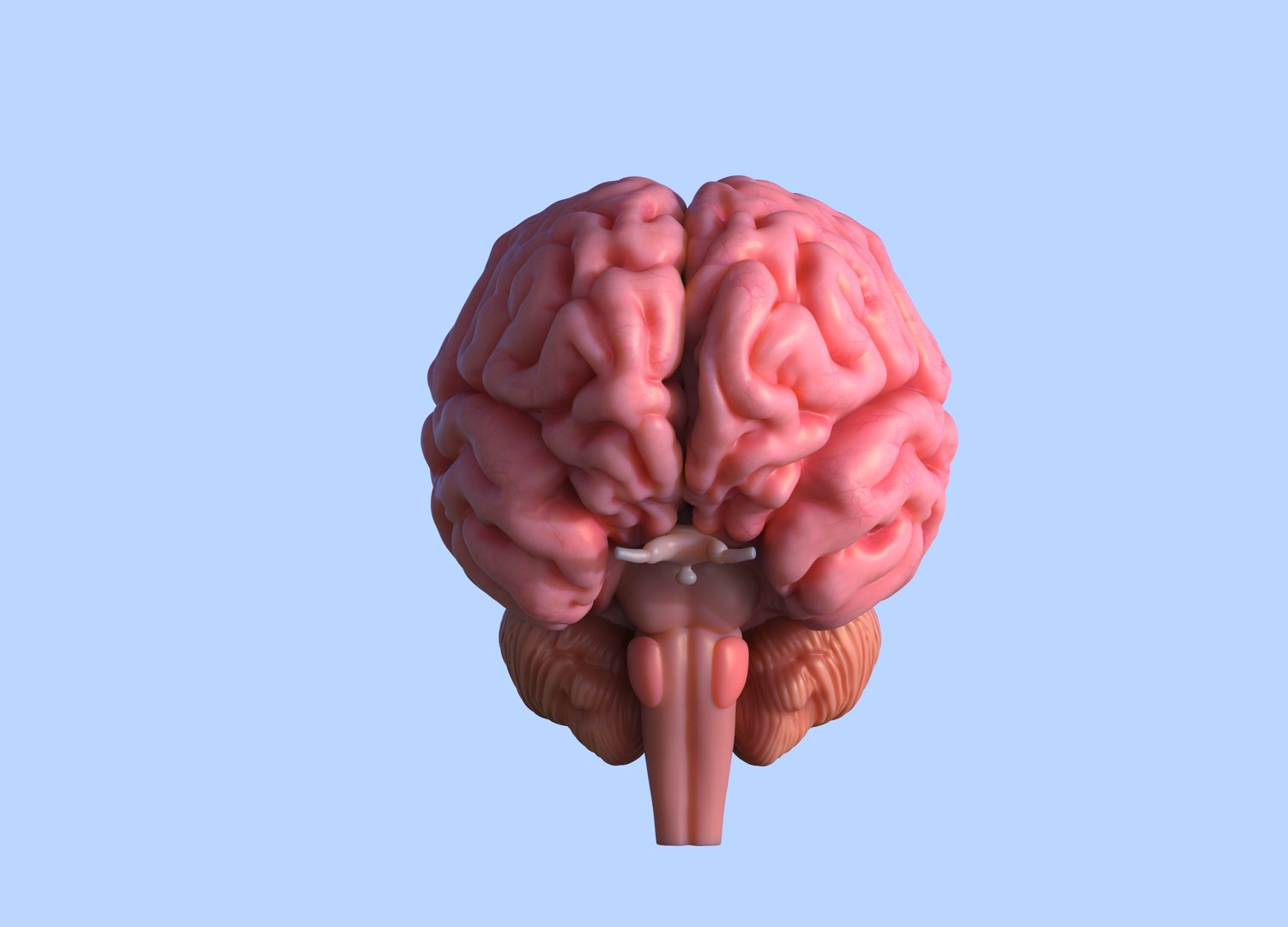 Anatomically Correct Brain 3D - TurboSquid 1441697