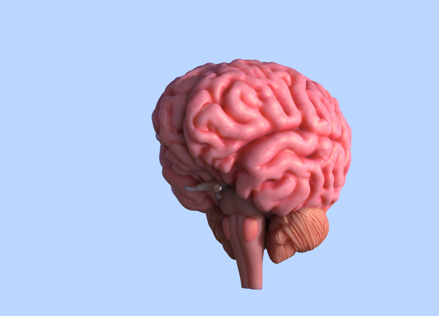 Anatomically Correct Brain 3D - TurboSquid 1441697