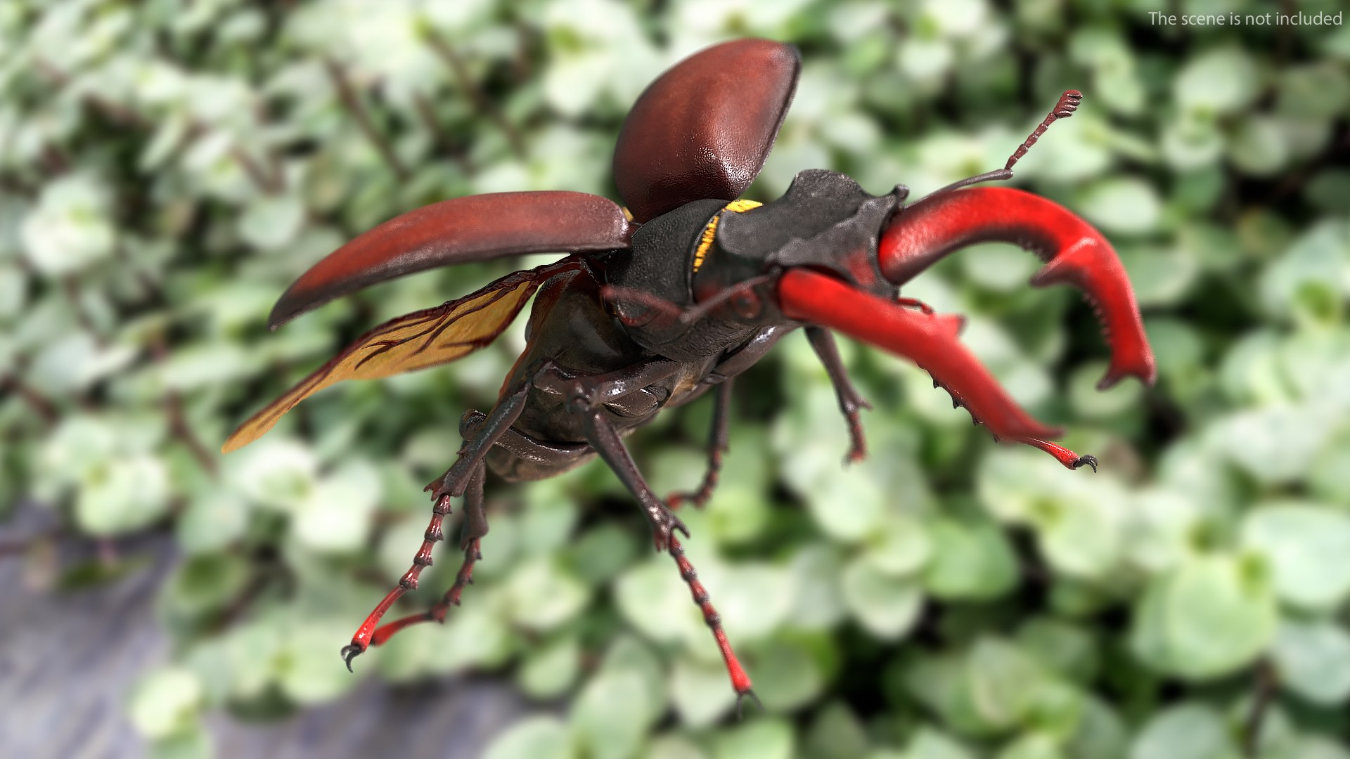 3D Lucanus Cervus Stag Beetle - TurboSquid 1512879