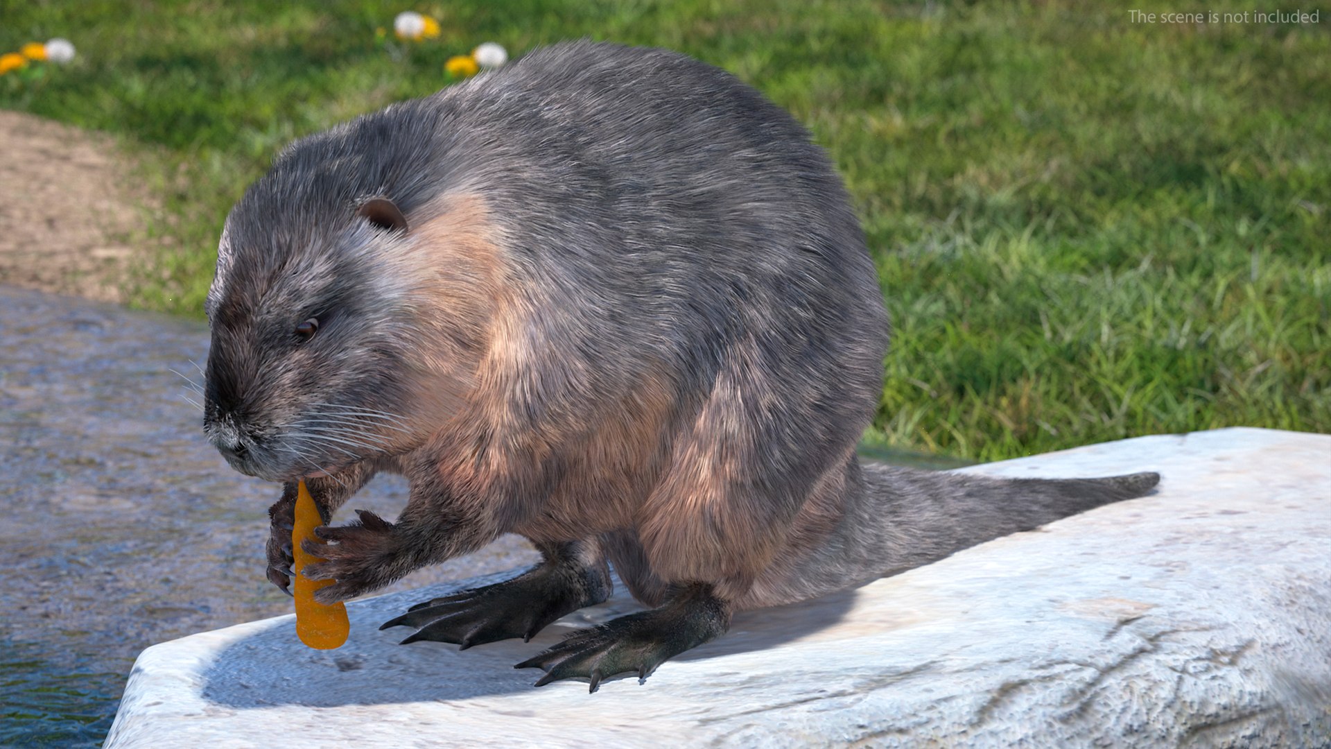 Nutria Fur Rigged 3D Model - TurboSquid 2182912