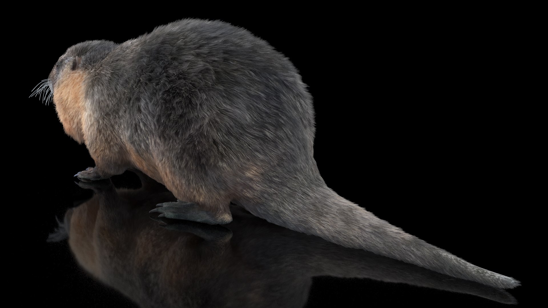 Nutria Fur Rigged 3D Model - TurboSquid 2182912