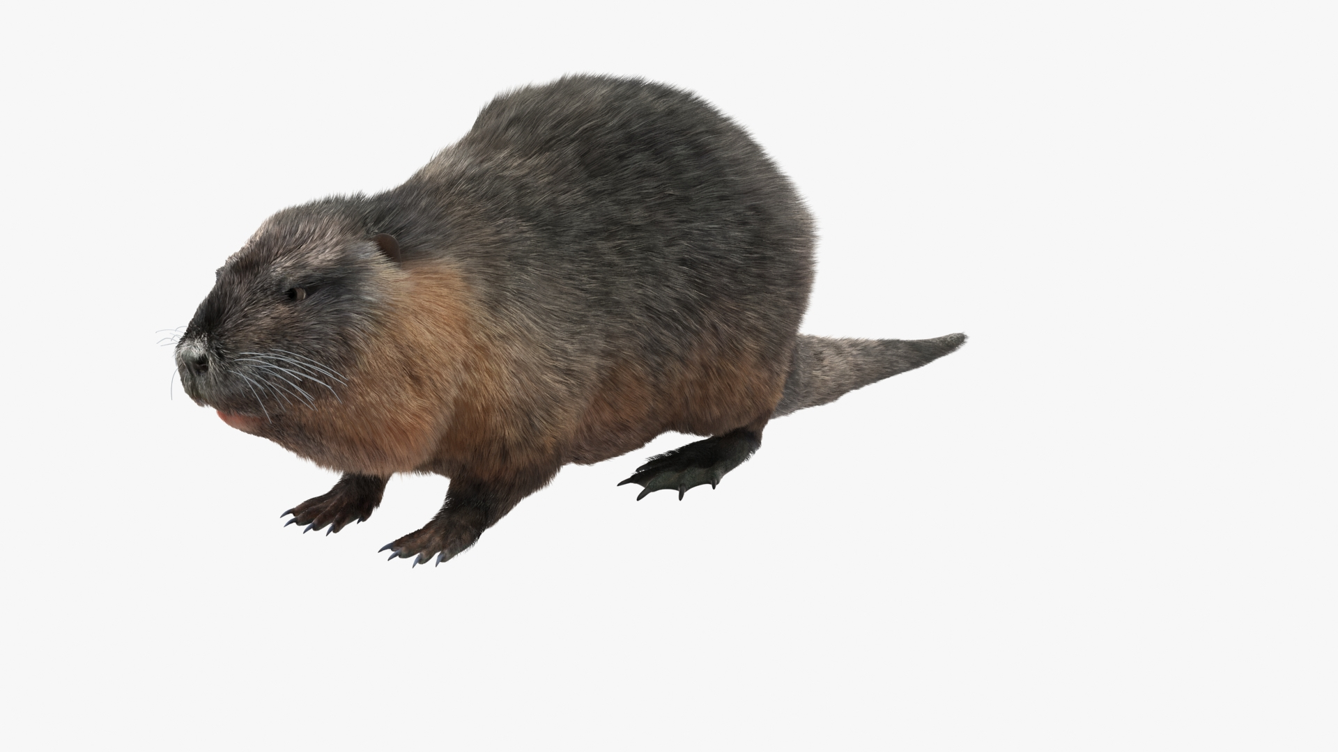 Nutria Fur Rigged 3D Model - TurboSquid 2182912