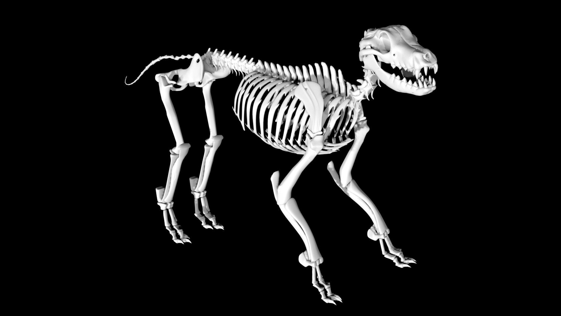 3D model Rigged Dog Skeleton - TurboSquid 1836183