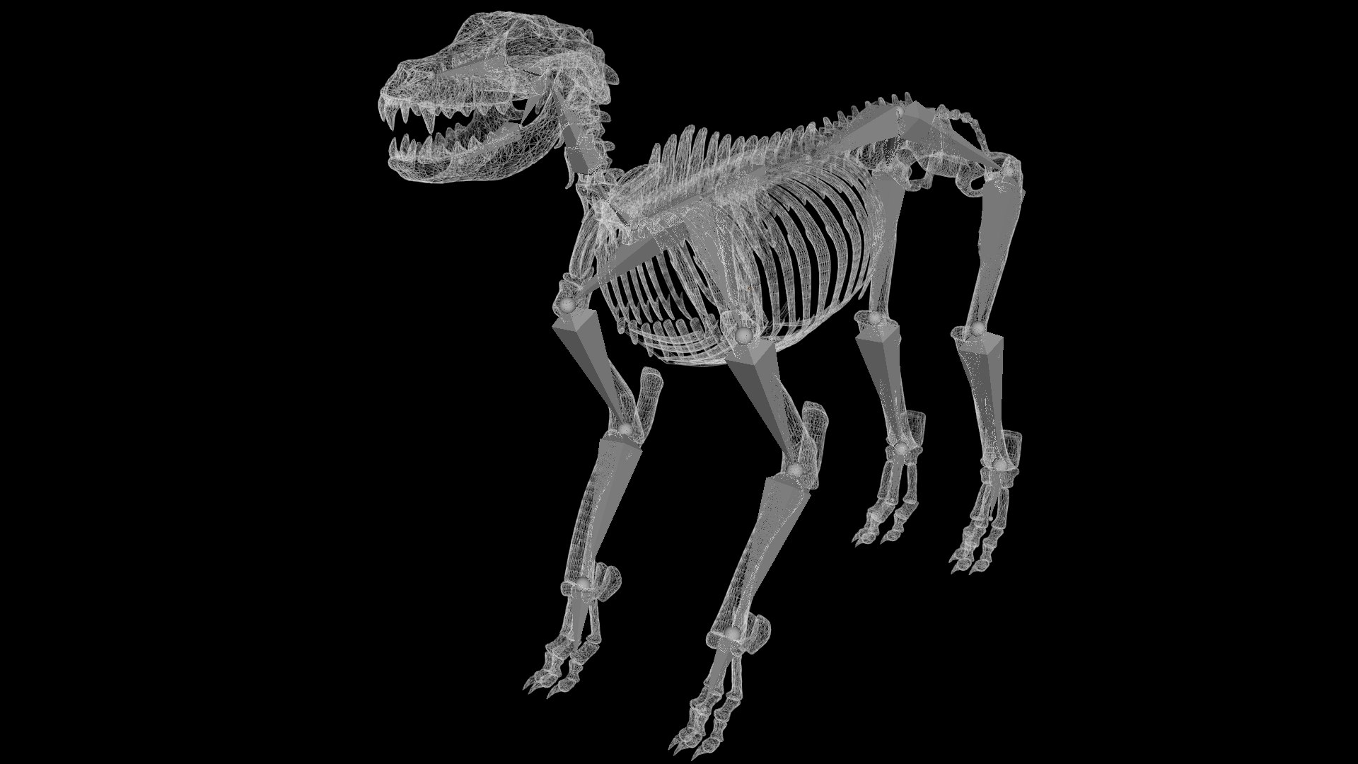 3D model Rigged Dog Skeleton - TurboSquid 1836183