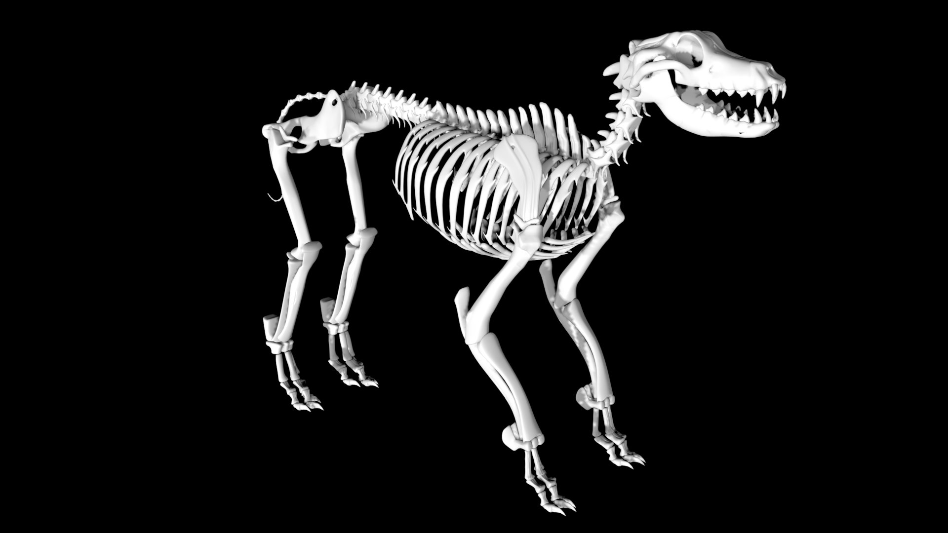 3D model Rigged Dog Skeleton - TurboSquid 1836183