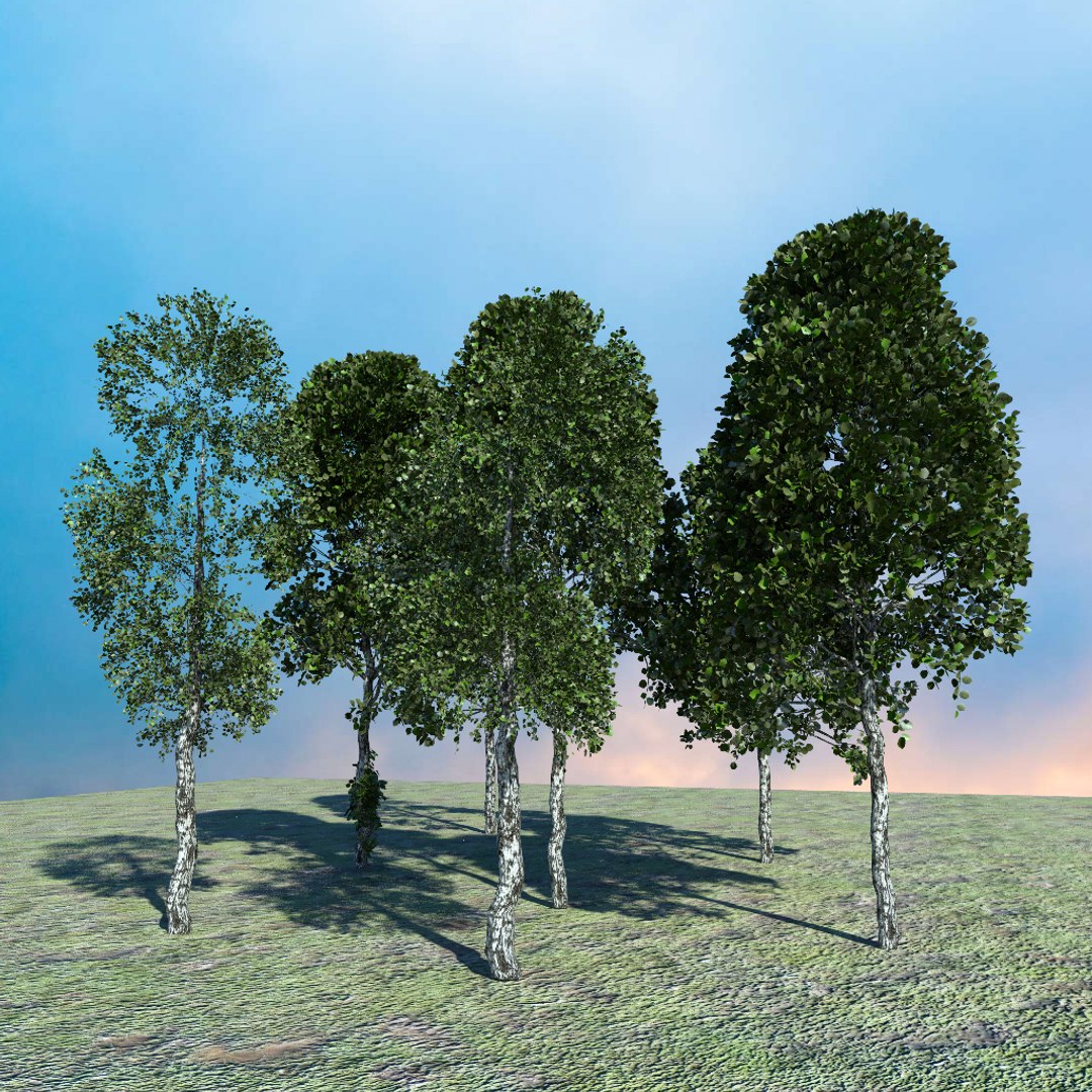 3d Burches Tree Model