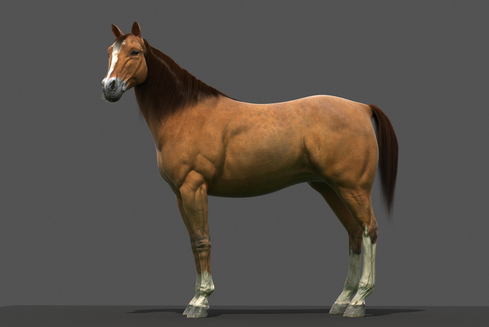 3d Realistic Horse Rig