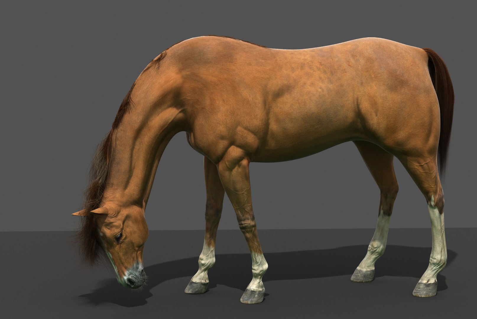3d Realistic Horse Rig