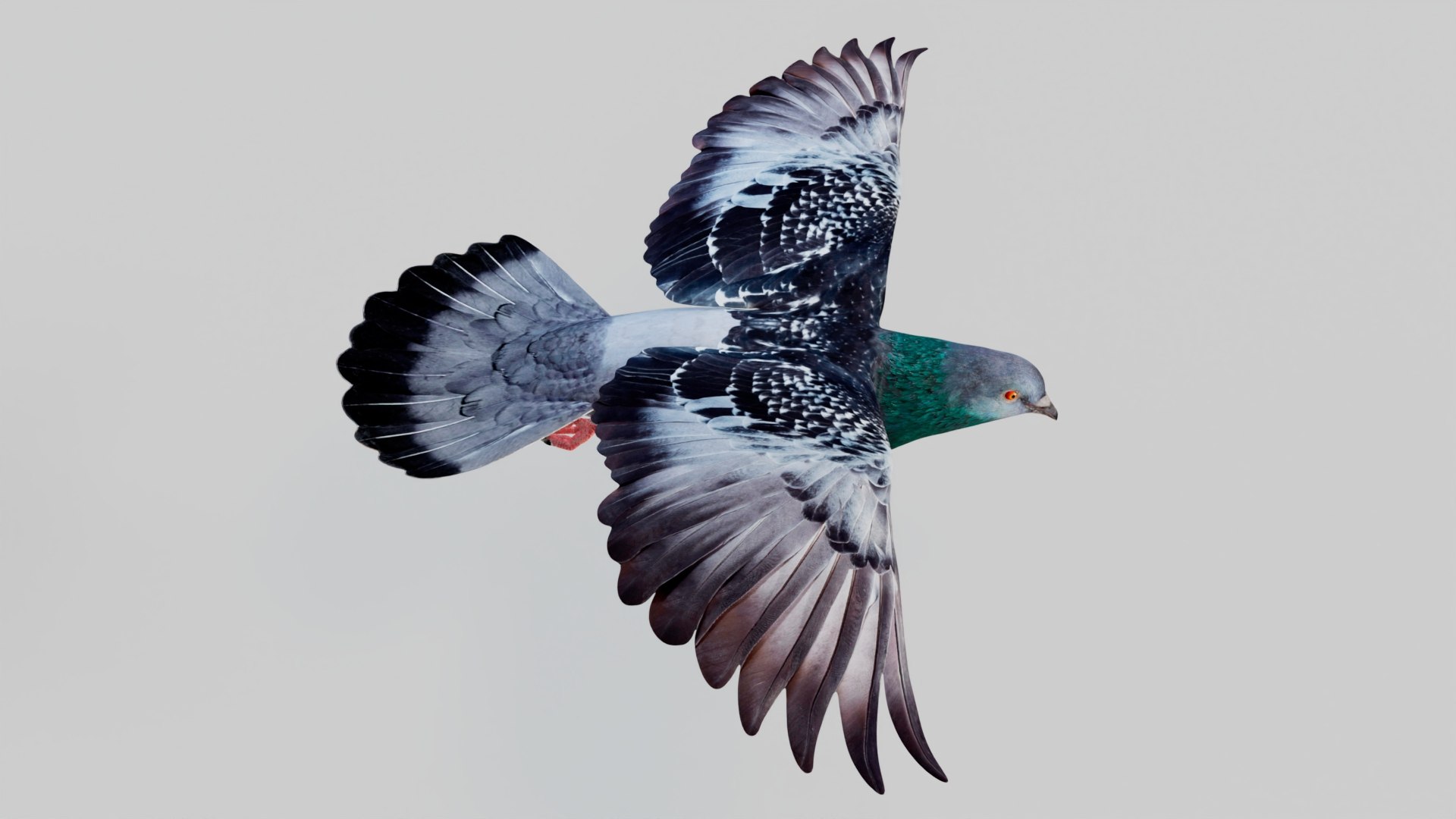 3D Model Pigeon Flying - TurboSquid 2345761