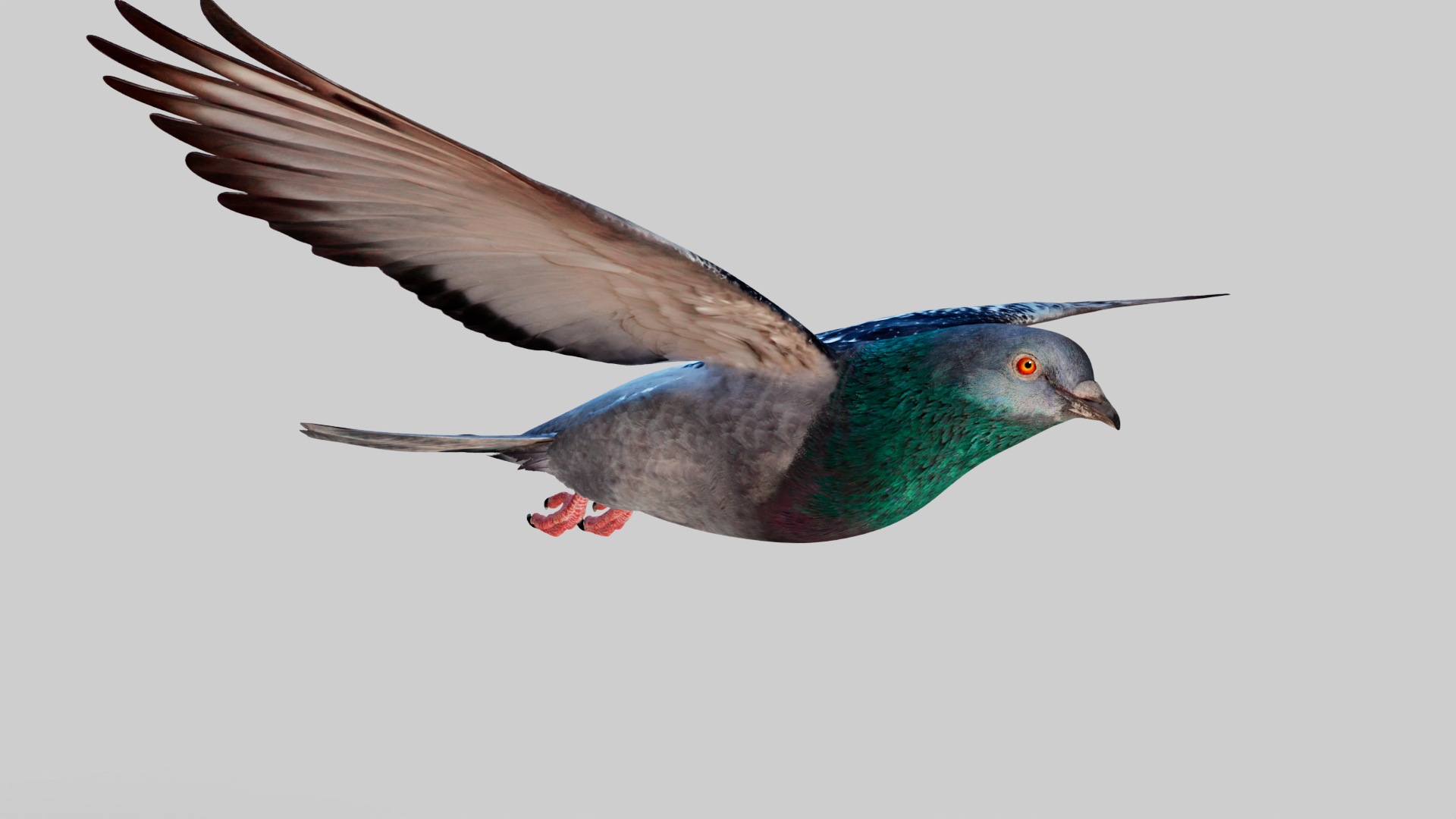 3D Model Pigeon Flying - TurboSquid 2345761
