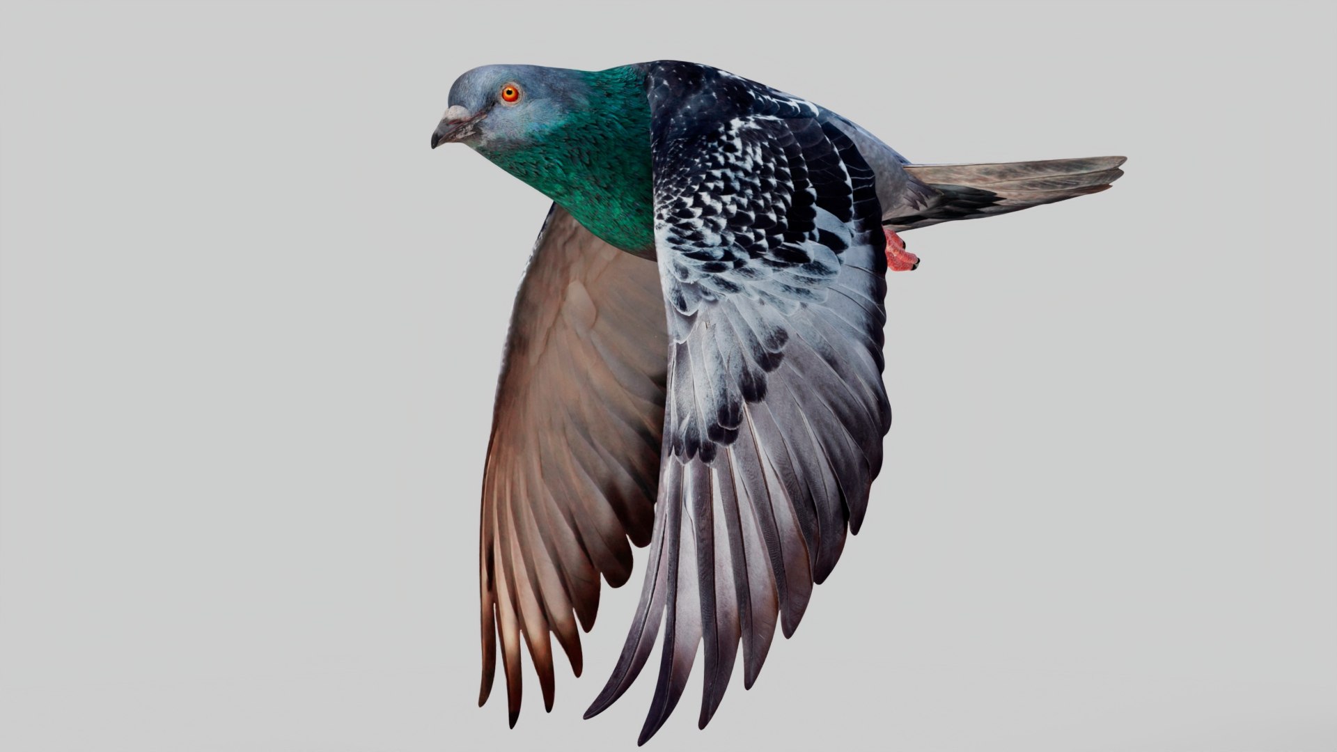 3D Model Pigeon Flying - TurboSquid 2345761