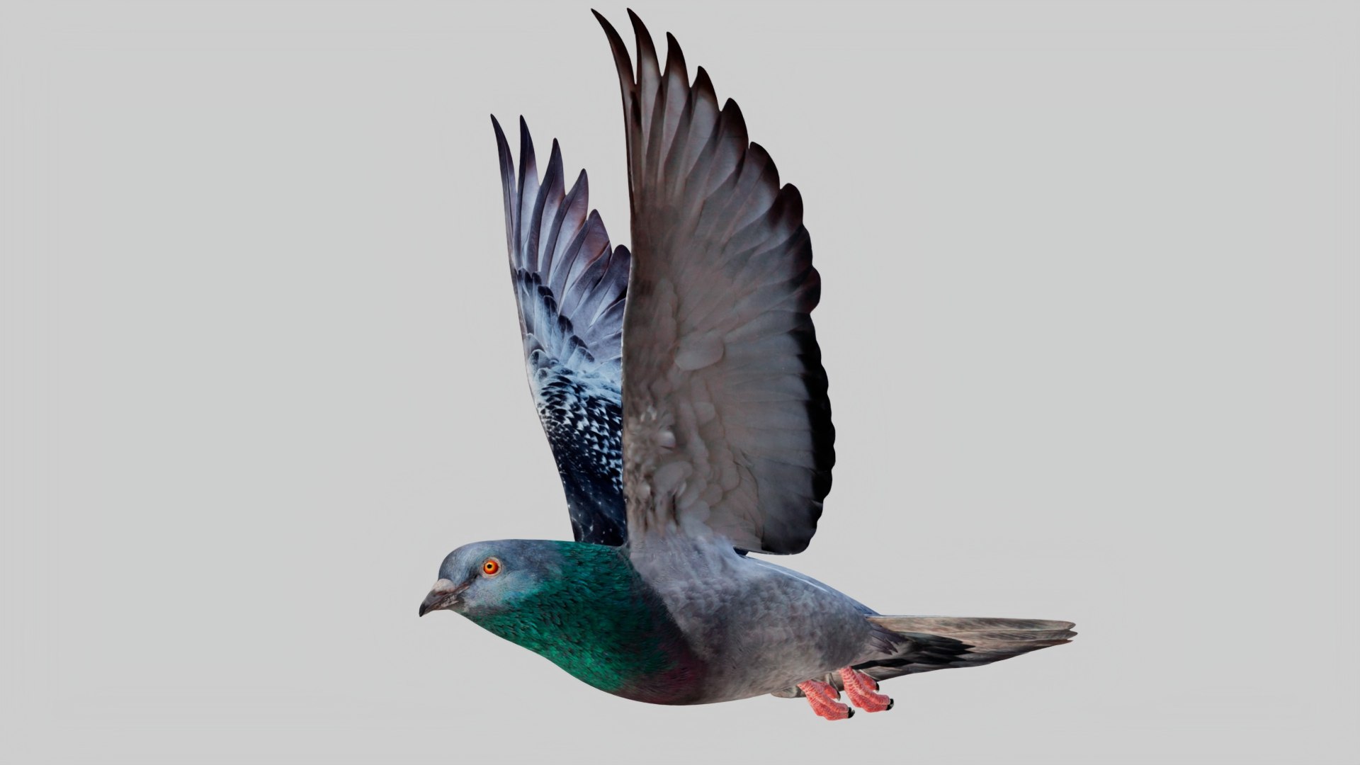 3D Model Pigeon Flying - TurboSquid 2345761