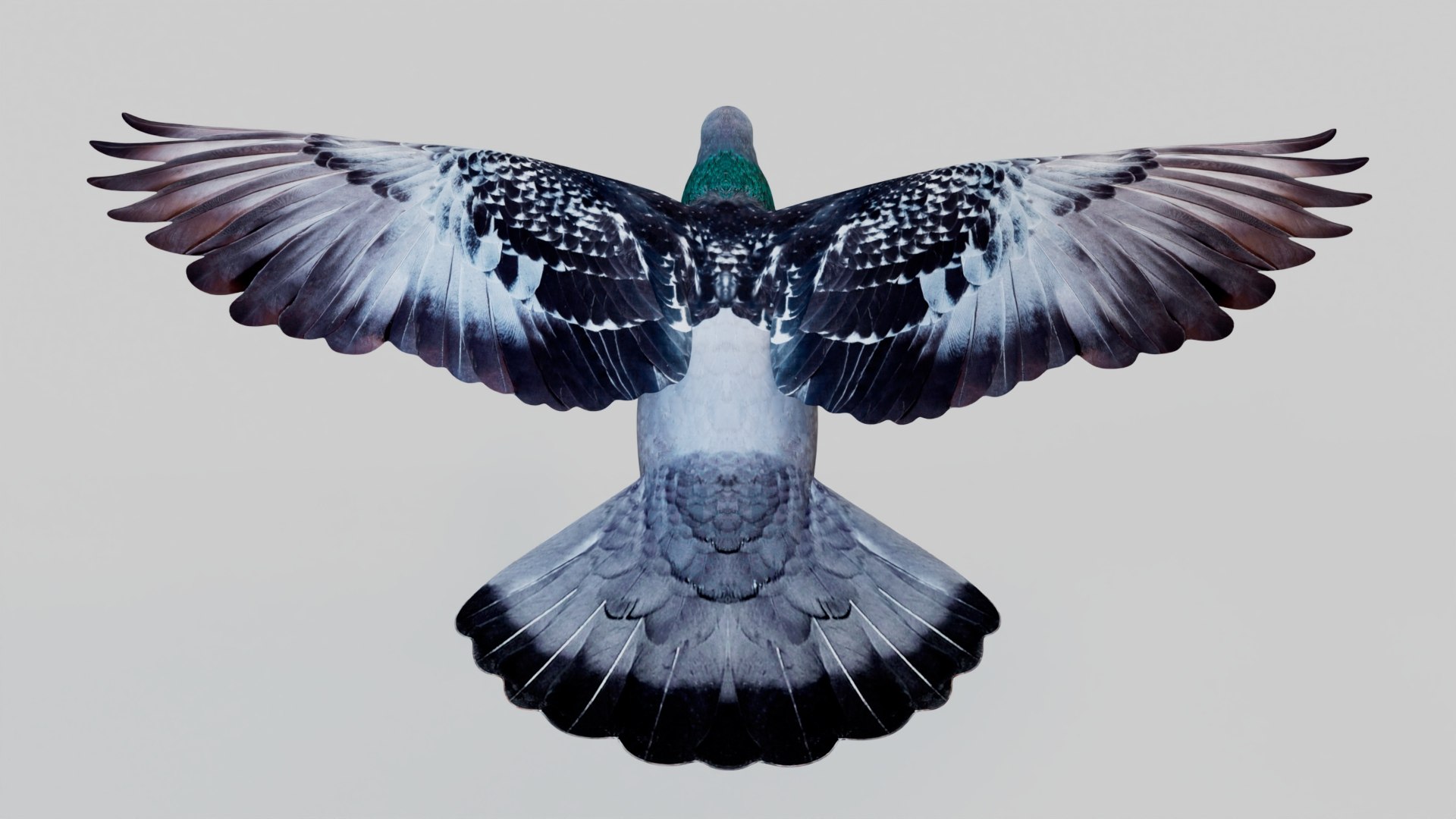 3D Model Pigeon Flying - TurboSquid 2345761