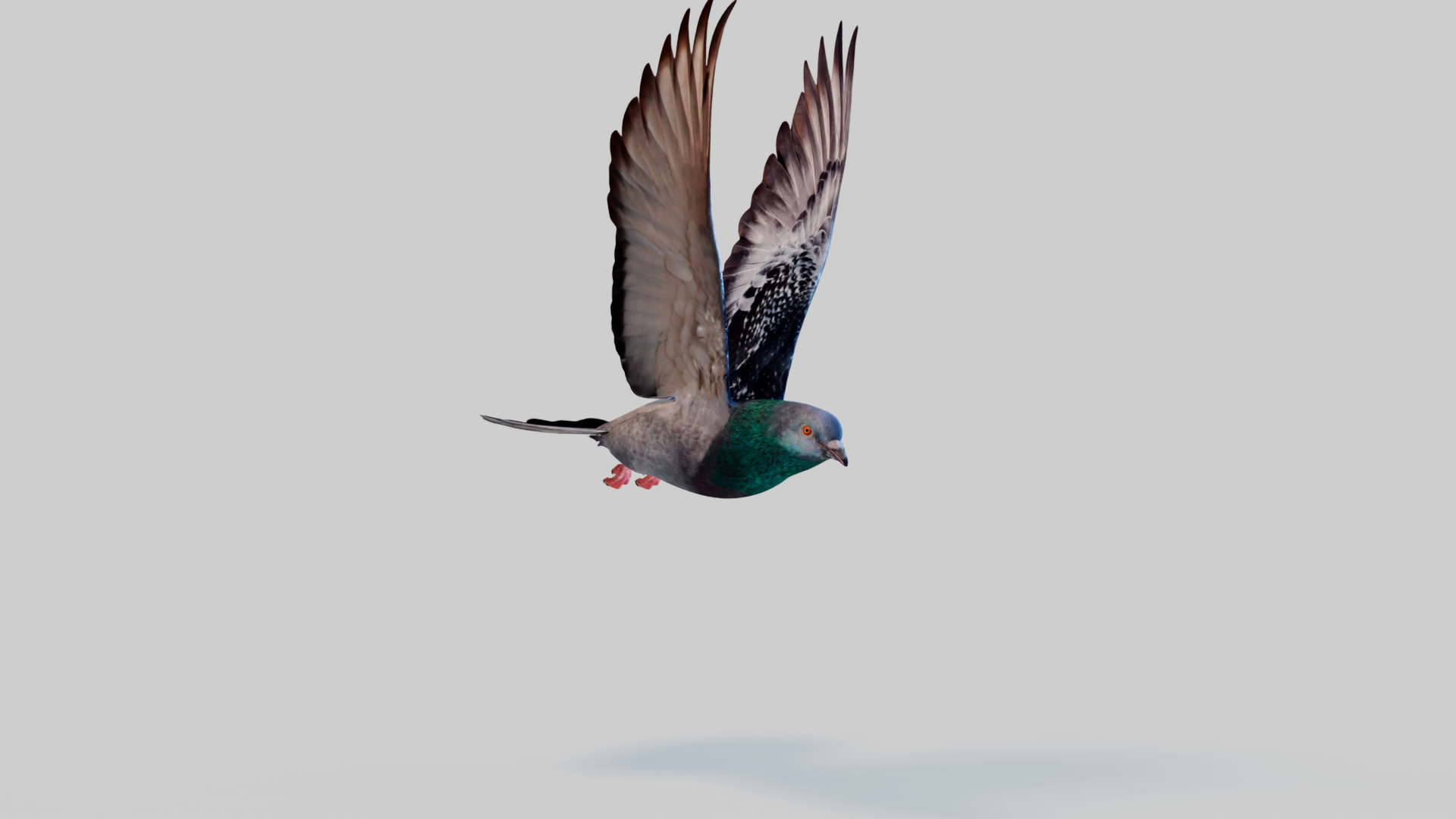 3D Model Pigeon Flying - TurboSquid 2345761