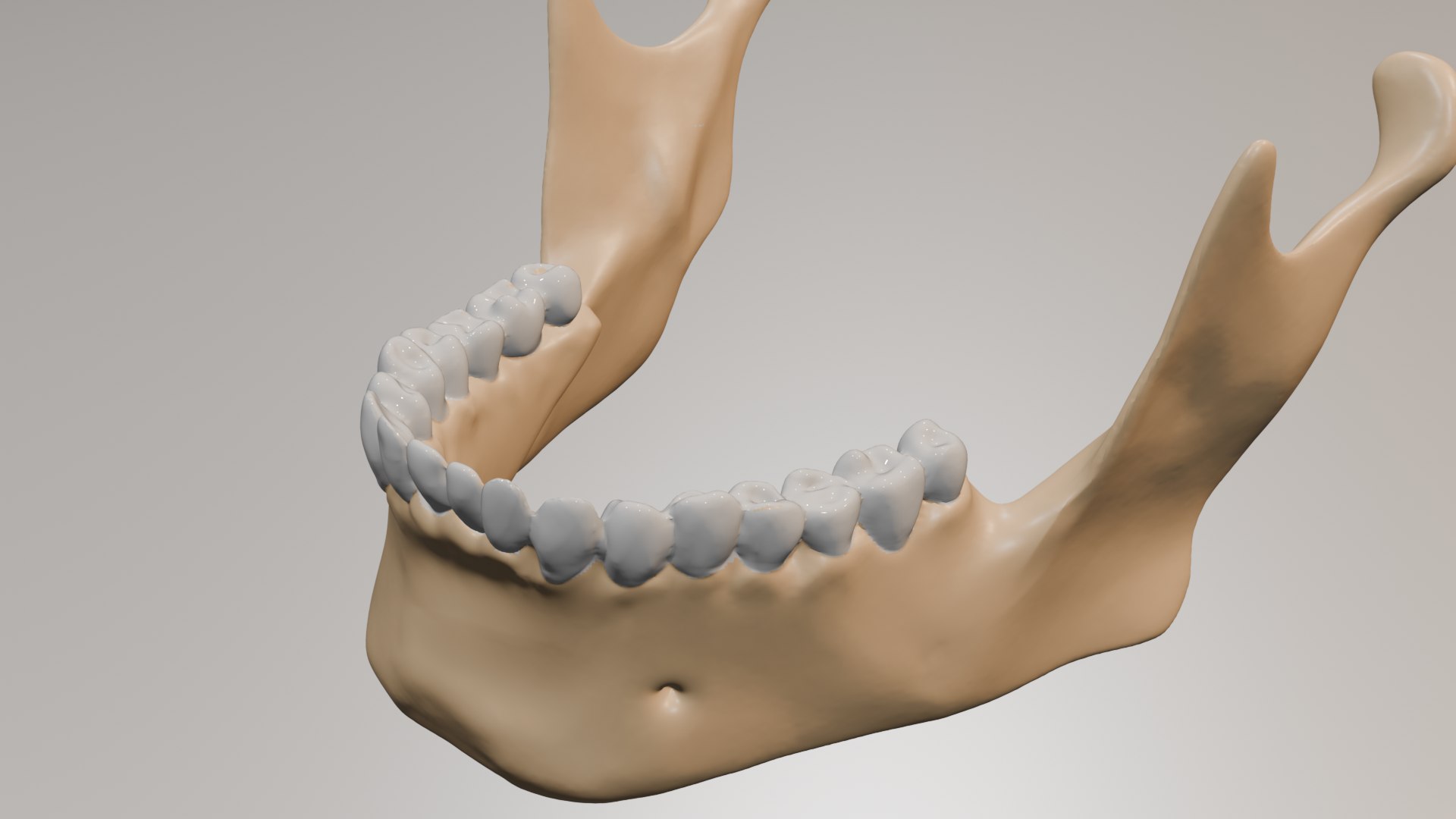 Human Lower Jaw Mandible 3D Model - TurboSquid 2382683