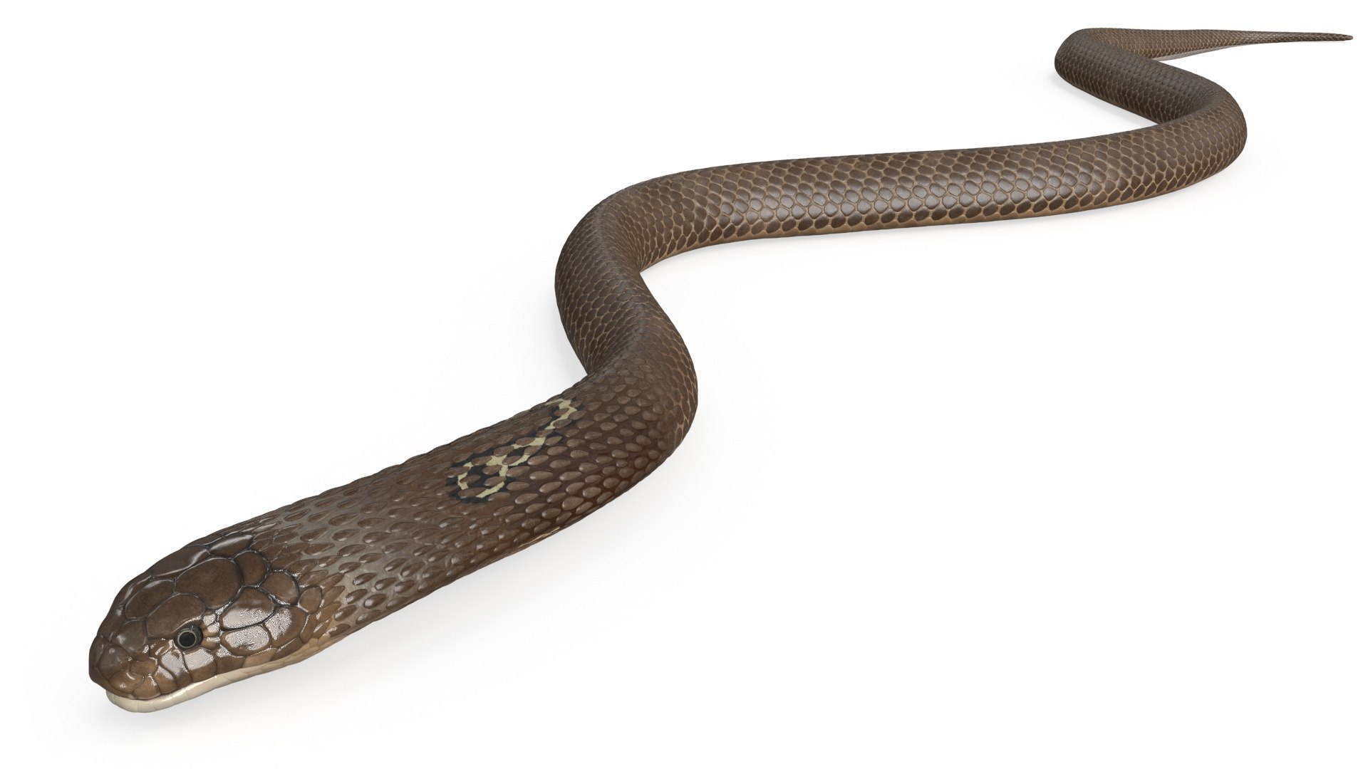 3D Naja Cobra Snake Crawling Animated Rigged - TurboSquid 2413883