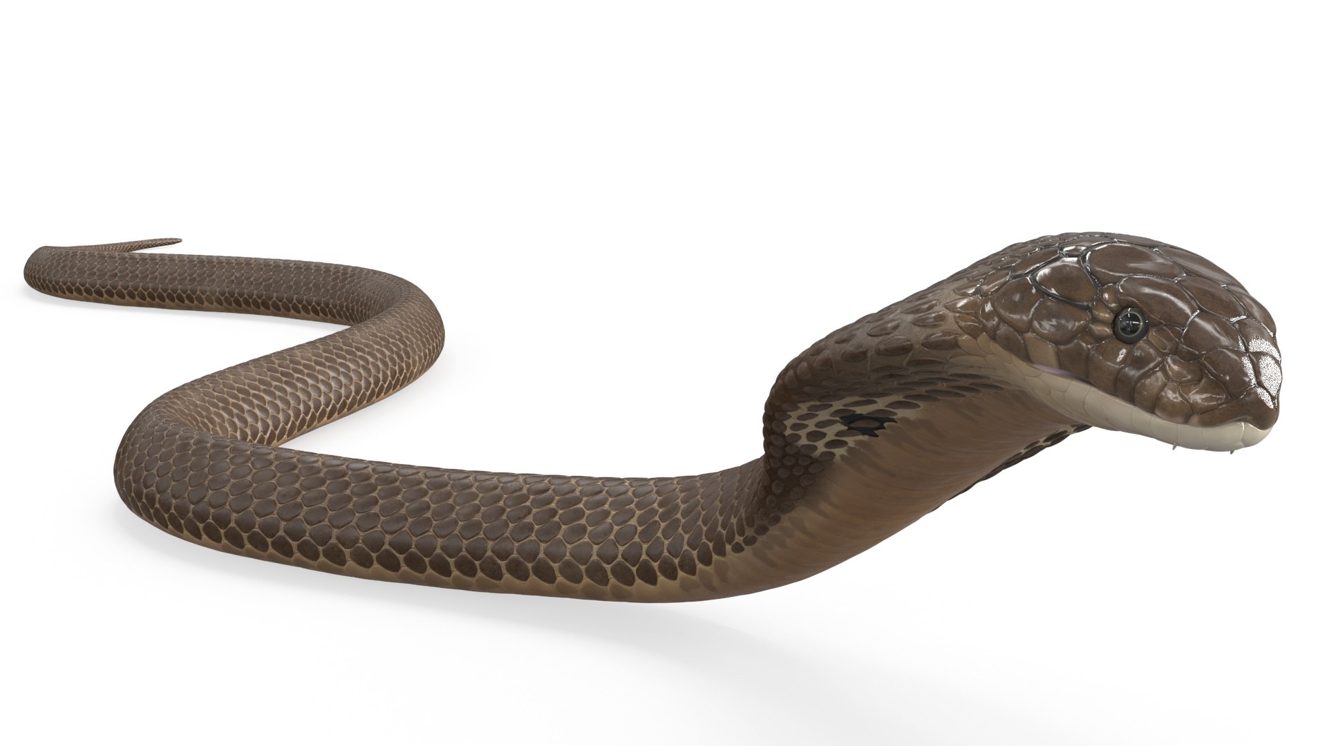 3D Naja Cobra Snake Crawling Animated Rigged - TurboSquid 2413883