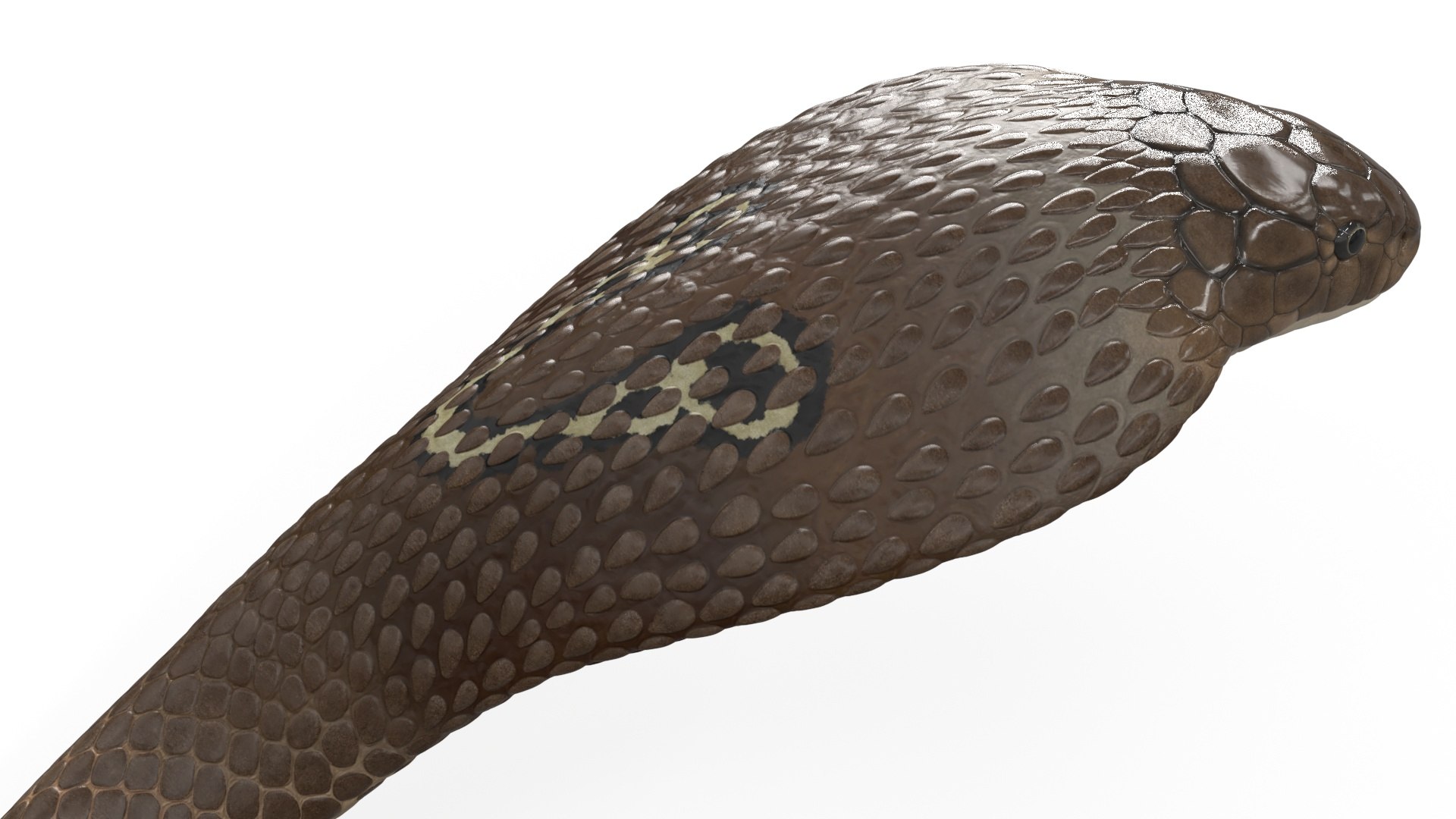 3D Naja Cobra Snake Crawling Animated Rigged - TurboSquid 2413883