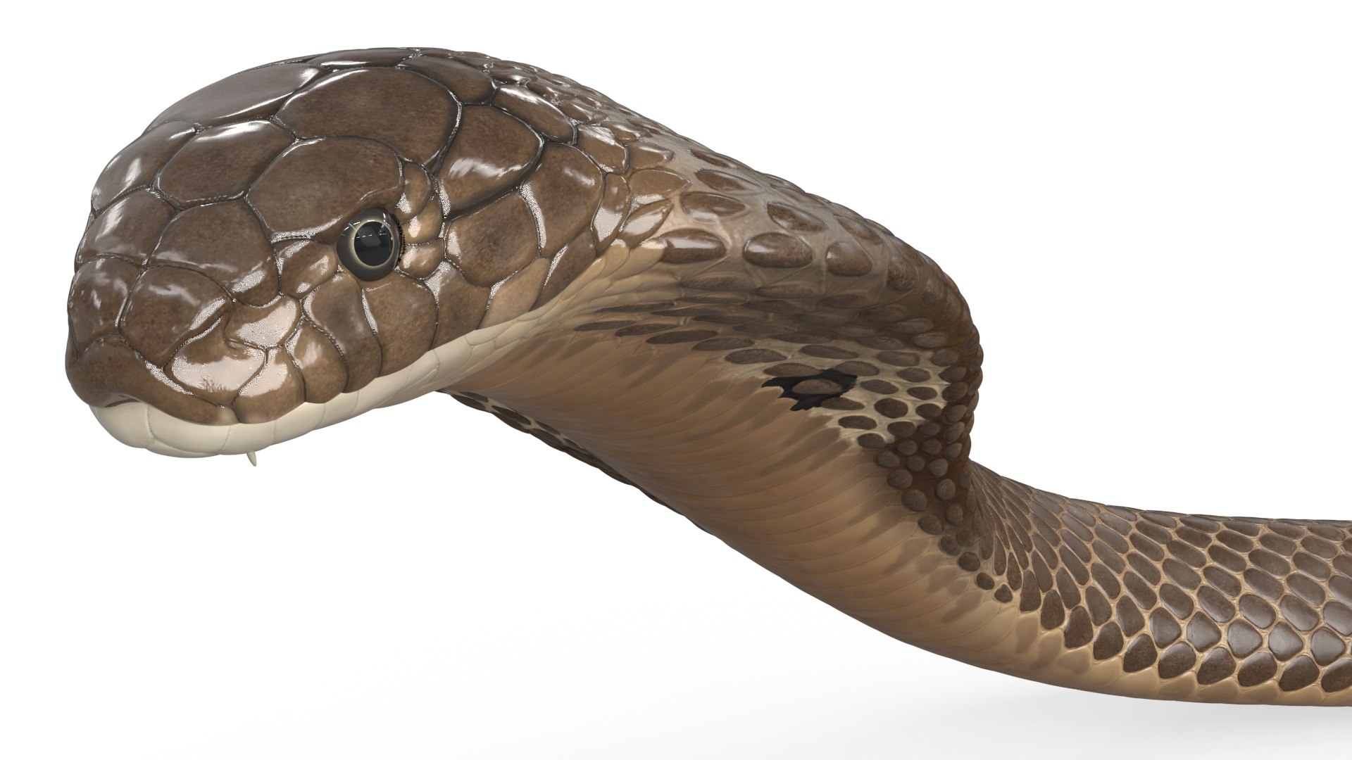 3D Naja Cobra Snake Crawling Animated Rigged - TurboSquid 2413883
