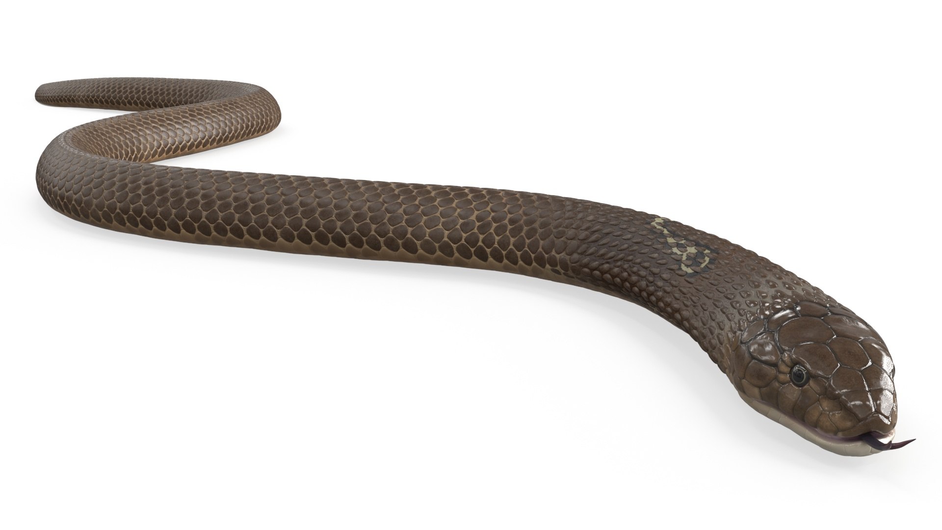 3D Naja Cobra Snake Crawling Animated Rigged - TurboSquid 2413883