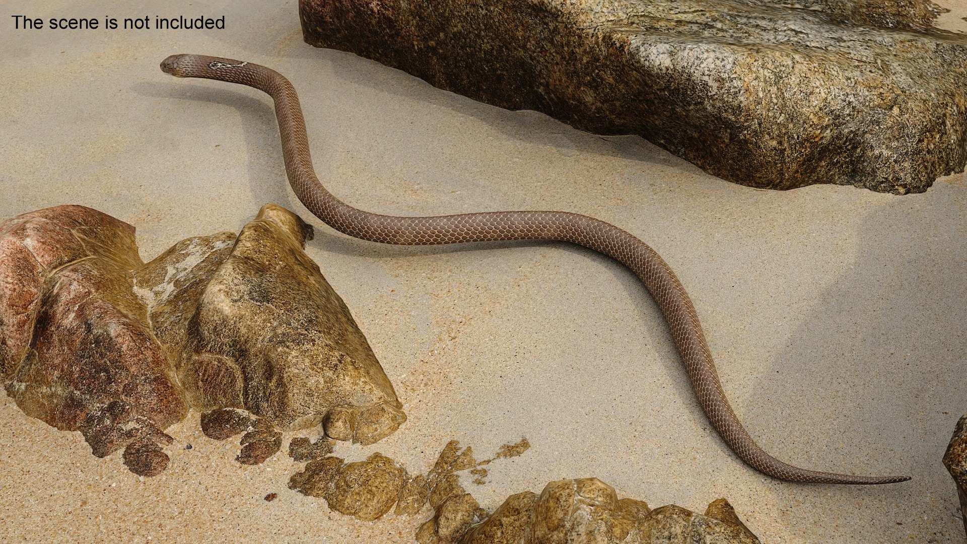 3D Naja Cobra Snake Crawling Animated Rigged - TurboSquid 2413883