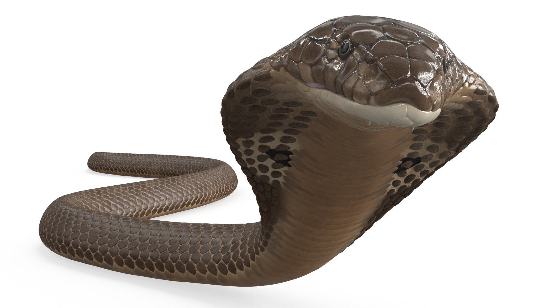 3D Naja Cobra Snake Crawling Animated Rigged - TurboSquid 2413883