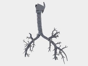 Trachea 3D Models for Download | TurboSquid