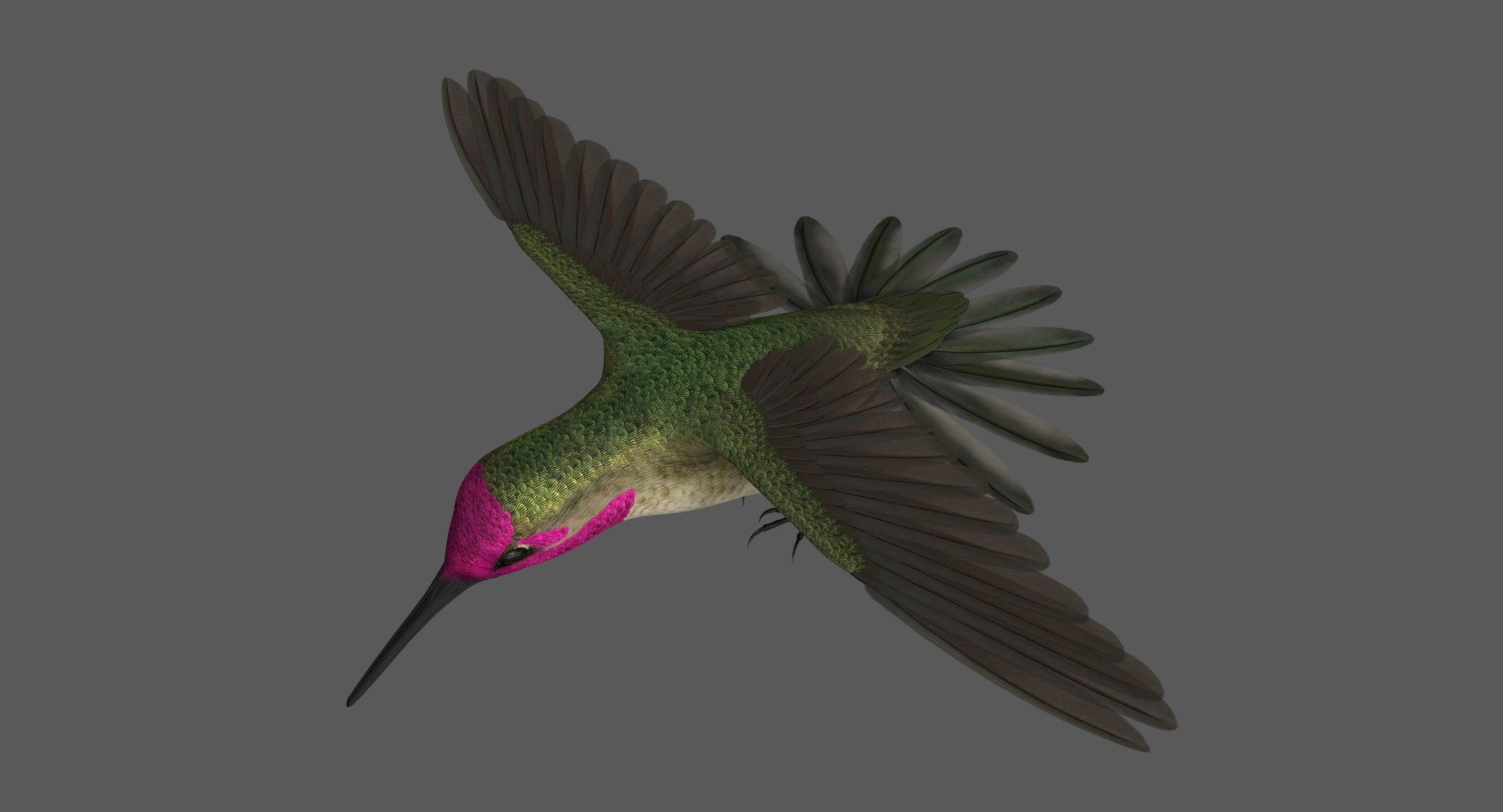 3D anna s hummingbird animation model - TurboSquid 1454246