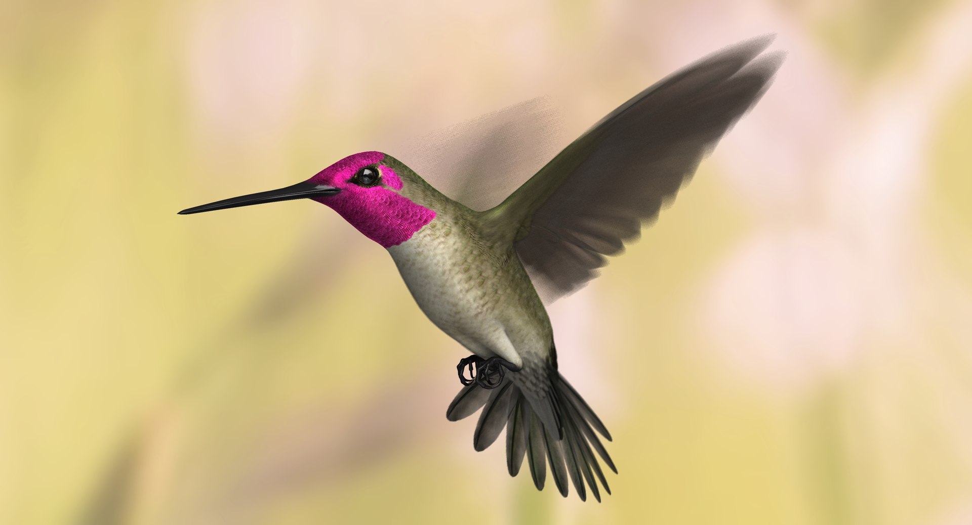 3D Anna S Hummingbird Animation Model - TurboSquid 1454246